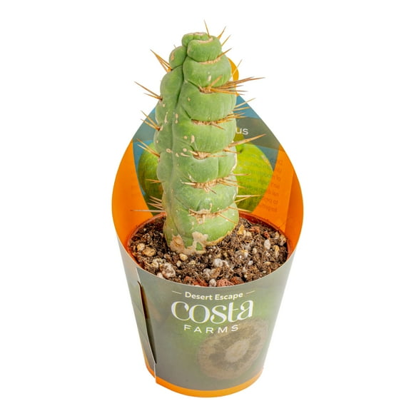 Exotic Angel Colorama Assorted 4" Foliage House Plant by Costa Farms in ...