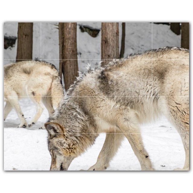 Picture-Tiles.com: Wolf Ceramic Tile Wall Mural WAL501229-54XL. 60"W x ...