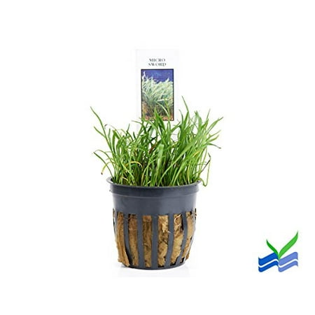 Potted Micro Sword Aquarium Live Plant - Walmart.com