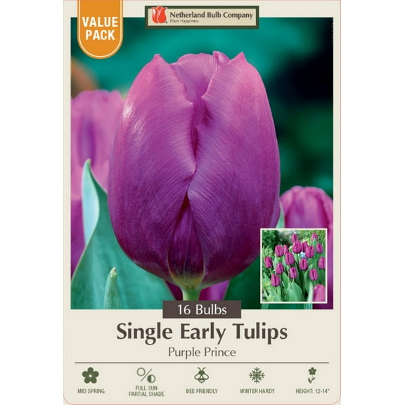 Garden State Bulb Single Early Purple Prince Tulip Flower Bulbs, 12 ...
