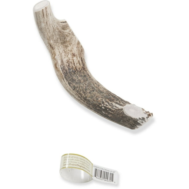 Deer Shed Antlers