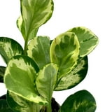 Variegated Peperomia obtusifolia, Marble Rubber Spoonleaf Plant ...