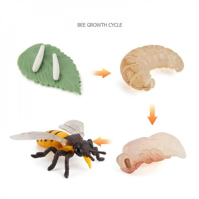 Baywell Insect Figurines Life Cycle of Monarch Butterfly,Honey Bee ...