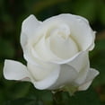 Heirloom Roses - Live Real Fresh White Crystalline Hybrid Tea Rose ...