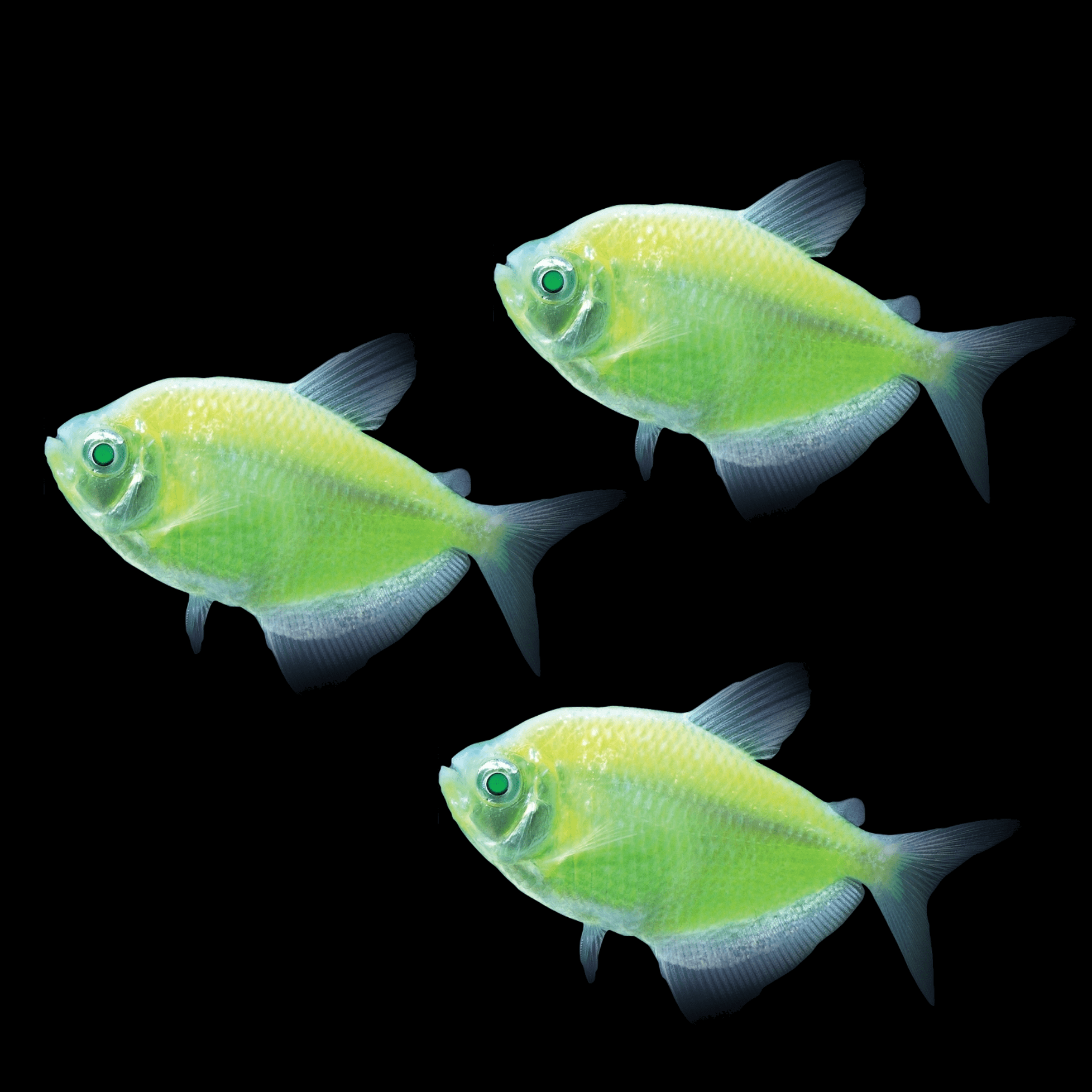 Electric Green Tetra Fish