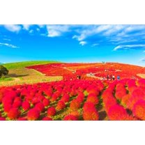 50 Red Kochia Seeds - Grow Exotic Mexican Fire Plant - Summer Cypress ...