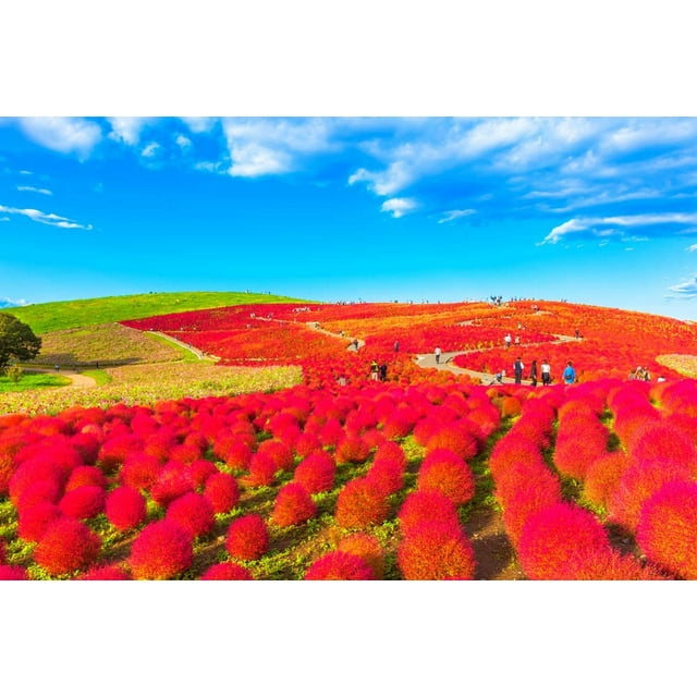50 Red Kochia Seeds - Grow Exotic Mexican Fire Plant - Summer Cypress ...