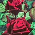 Oklahoma Dormant Bare Root Hybrid Tea Rose, Includes one dormant plant ...