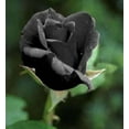 5 * SEEDS * BLACK ROSE Rosa Bush Shrub Perennial Flower Seeds - Walmart.com