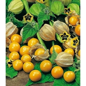 Exotic Purple Coban Tomatillo Seeds| Great for Salsa Flavor | 250 ...