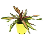 Oochigeas Itoh Peony Dormant Bare Root Flowering Perennial Starter ...