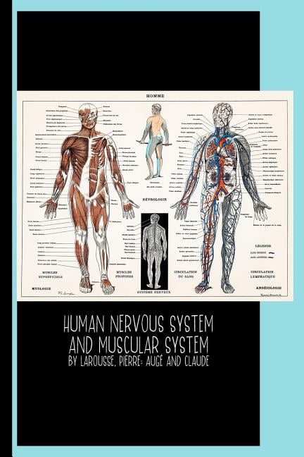 Human Nervous System and Muscular System (1900) by Larousse, Pierre ...