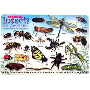 Painless Learning Sign Language Placemat - Pack of 4 - Walmart.com