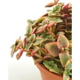 Shop Succulents Calico Kitten Hanging Succulent, Crassula Pellucida ...