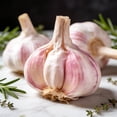 Garlic-(Bulbs For Planting) - Premium Garden Stakes Perfect for Borders ...