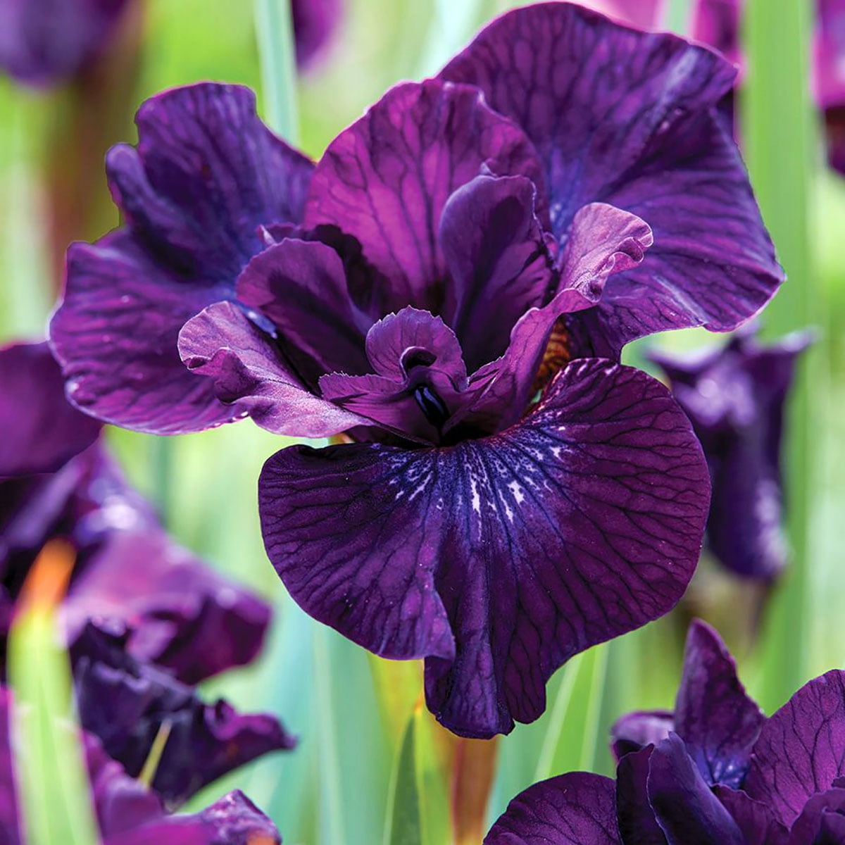 Purplelicious Siberian Iris - 4" pot - Darkest Purple - Walmart.com