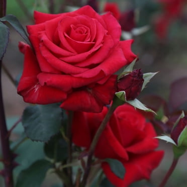 Heirloom Roses Rose Bush - Thérèse Bugnet Rugosa , Pink Live Rose Plant ...