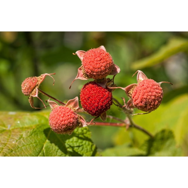 50 THIMBLEBERRY Rubus Parviflorus Edible Red Berry Fruit Native White ...