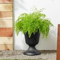 2026 Best 16" x 18" Black Plastic Urn Planter, Classic Pedestal Indoor ...
