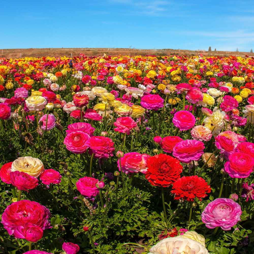 Outsidepride Ranunculus Magic - 40 Seeds - Walmart.com