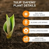 Garden State Bulb Darwin Hybrid Dafeng Tulip Flower Bulbs, 12/+ cm (Bag ...