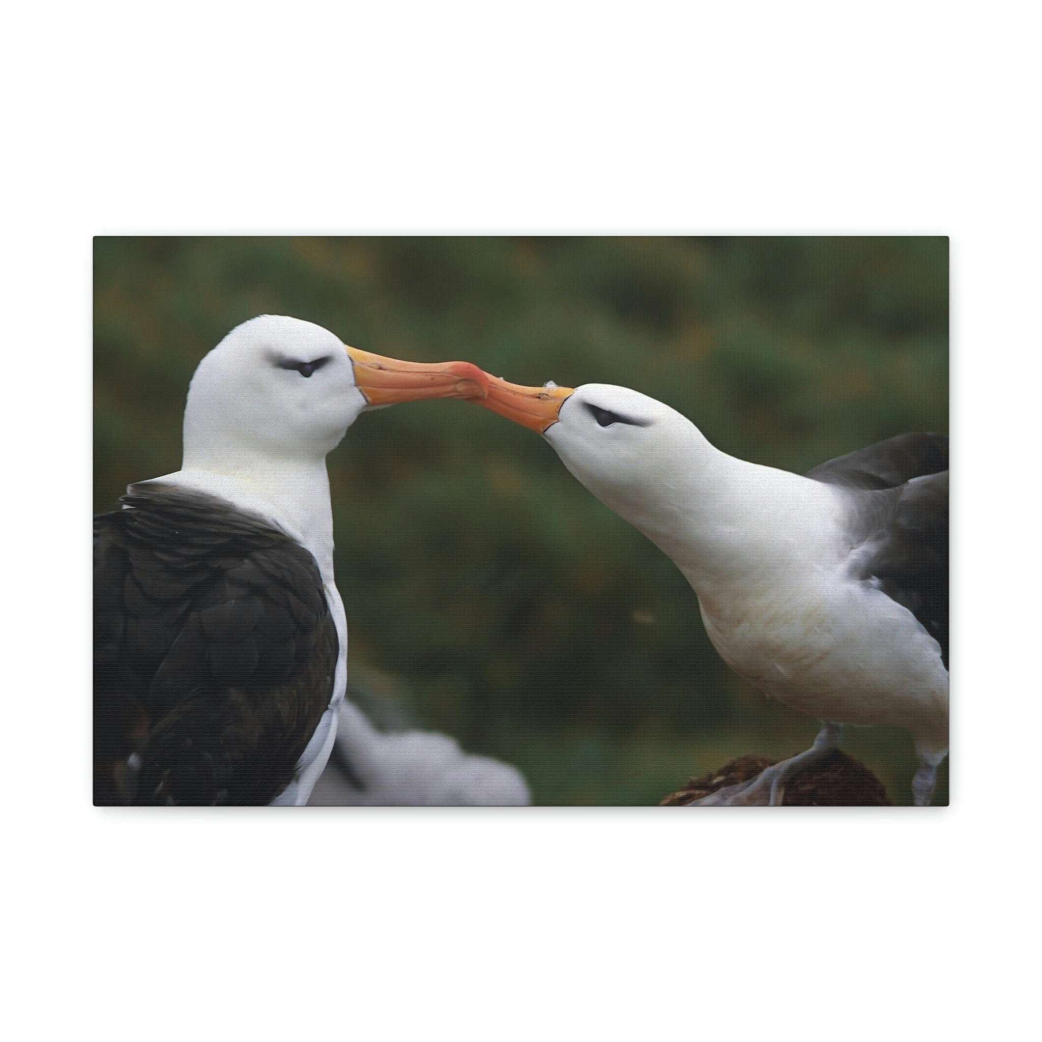 Funny Albatross Couple Kissing Outside Wall Art Ready to Hang Unframed ...