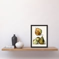 Artery8 John Wright Pear Varieties Vintage Fruit Illustration Framed ...