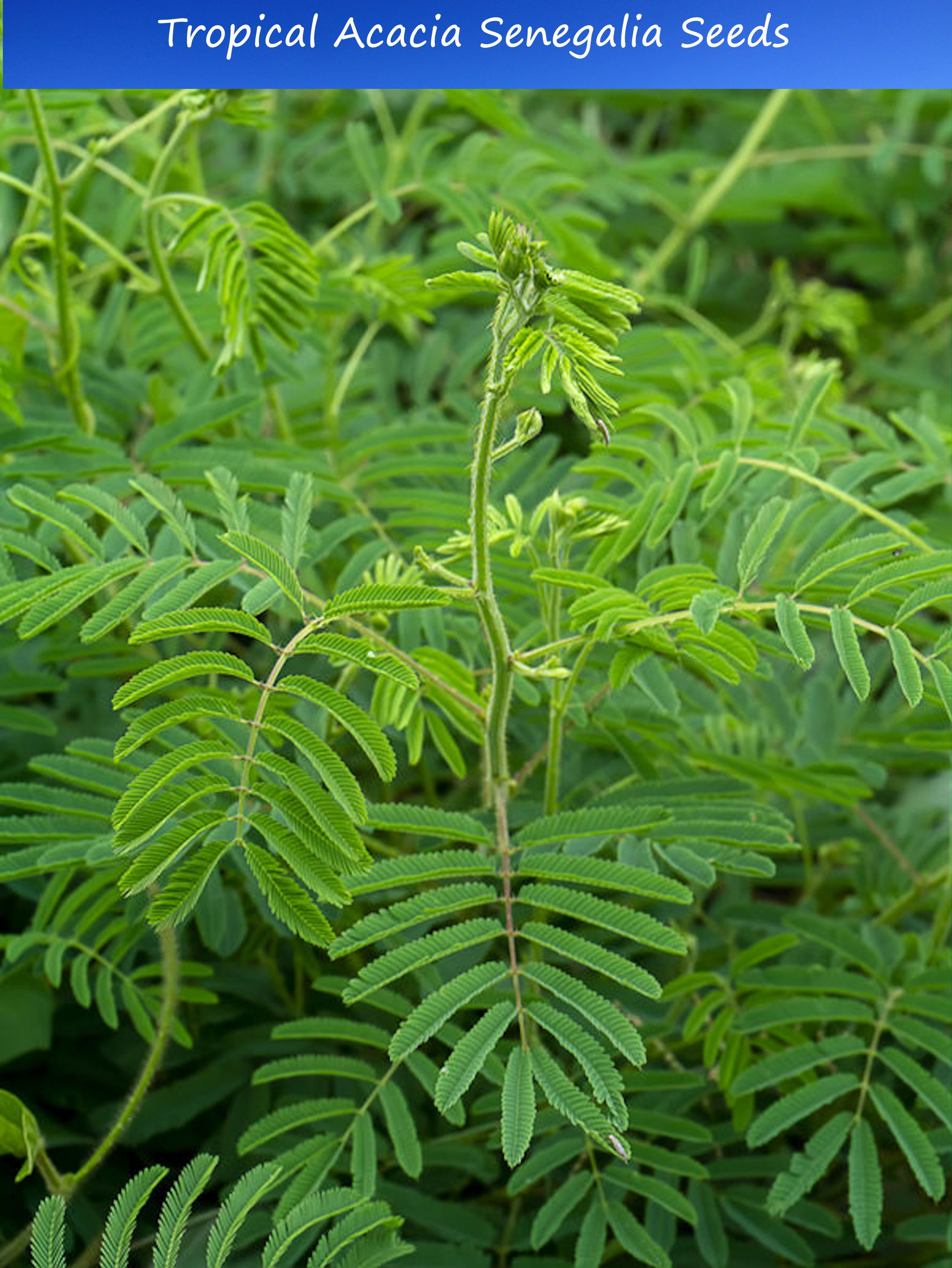 Tropical SEEDS- Acacia /Senegalia catechu - 20 Heirloom Seeds ...
