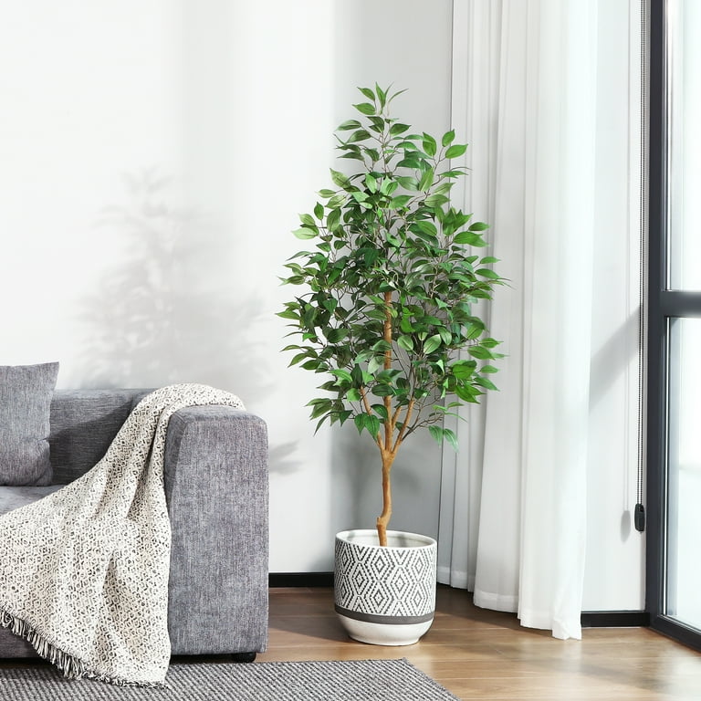 Real Indoor Ficus Tree