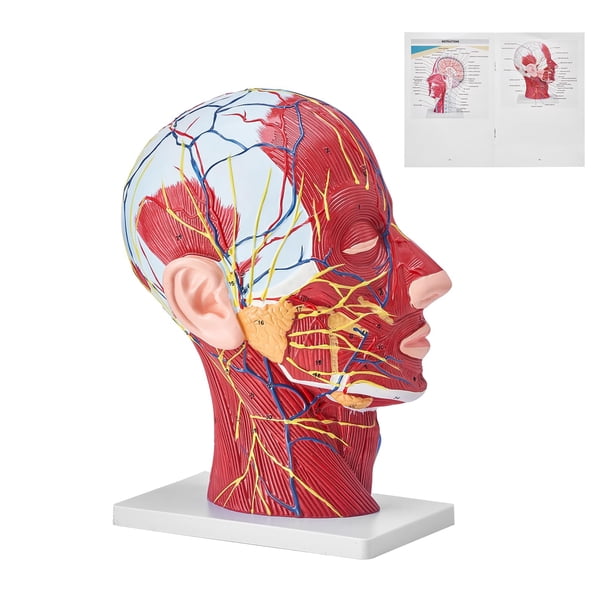 Cabeza anatómica, cuello, modelo VEVOR, media cabeza humana con ...