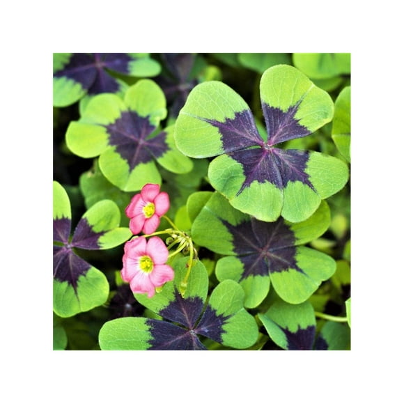 Shamrock Plant