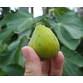Wekiva Foliage Kadota Fig Tree, Hardy Edible Fruit Plant, 2 Inch Pot ...
