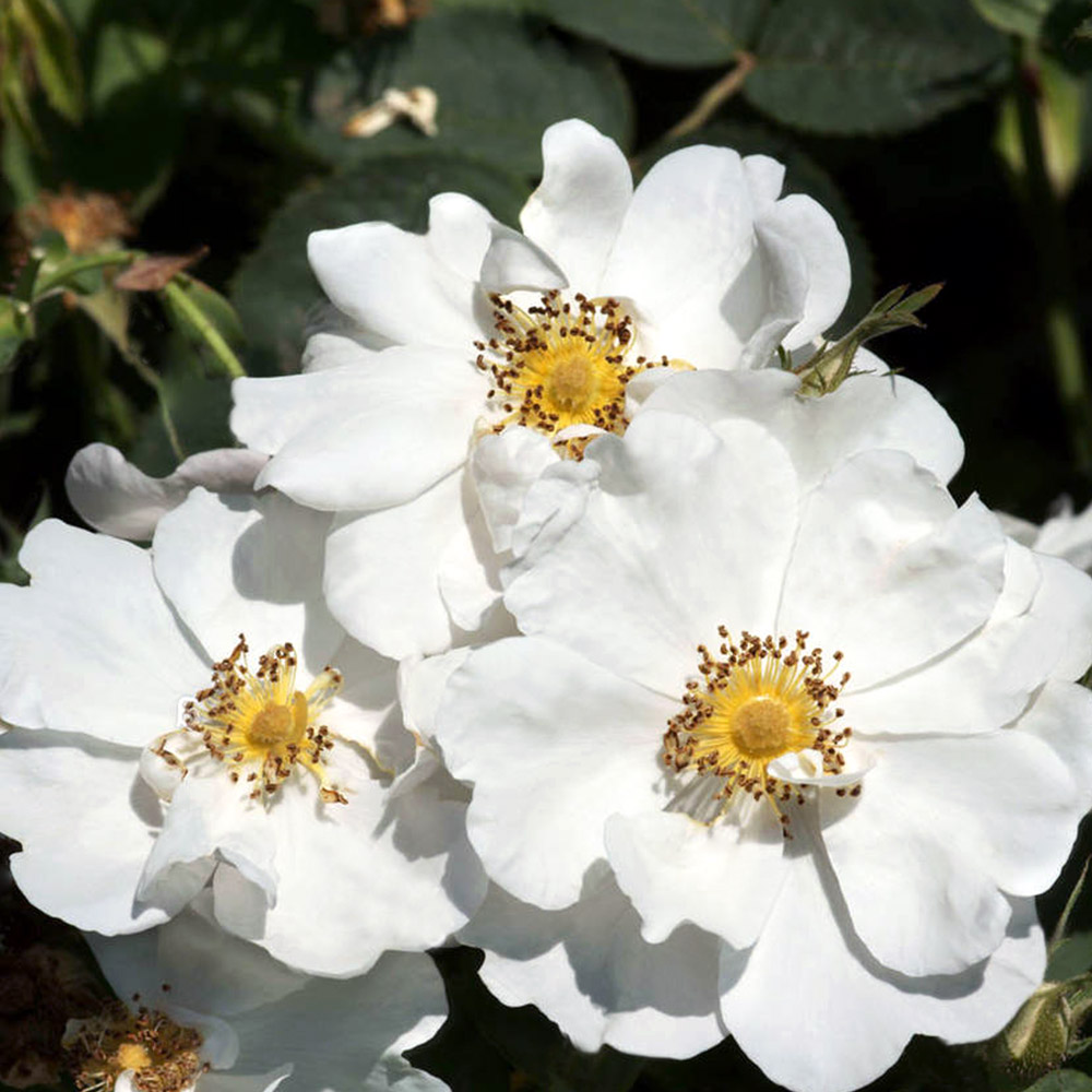 Heirloom Roses - Rose Rugosa Alba Plena Rose Bush - Walmart.com