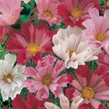 200 COSMOS SEASHELLS Cosmos Bipinnatus Sea Shells Flower Seeds ...