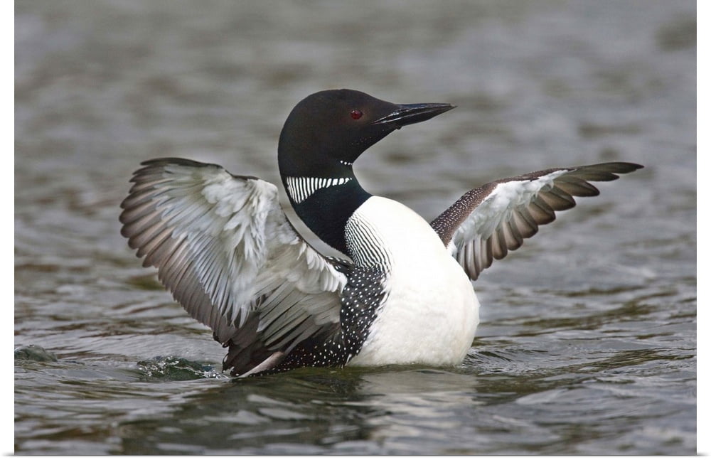 great-big-canvas-canada-british-columbia-common-loon-stretching