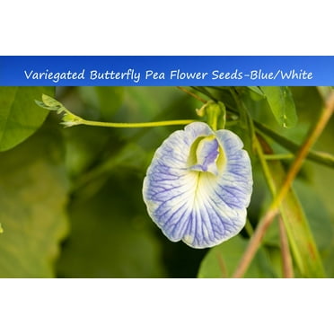 SEEDS == 20 Seeds - Blue Butterfly Pea -20 Seeds -Tropical Plant ...