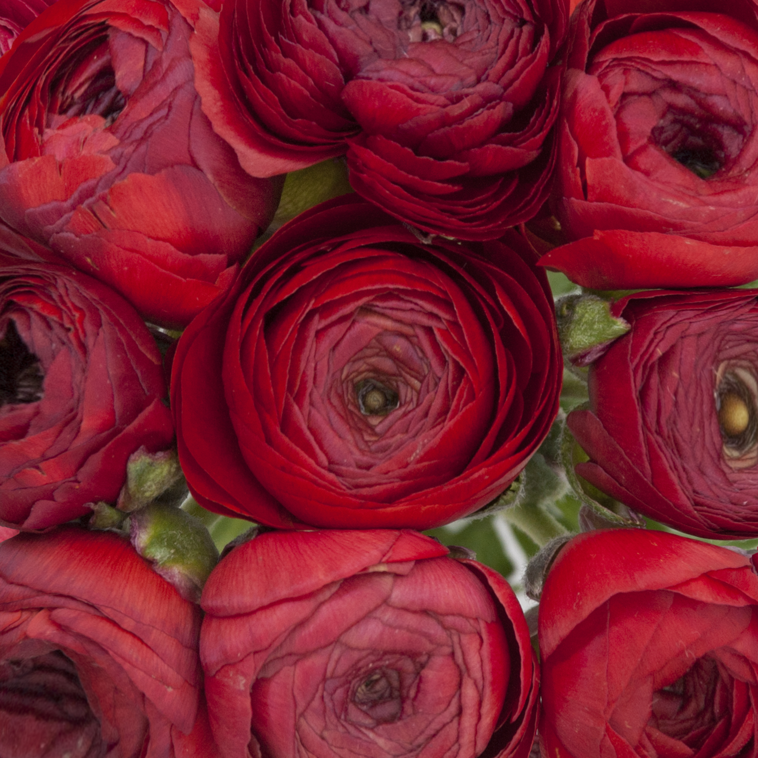 Red Ranunculus Flowers