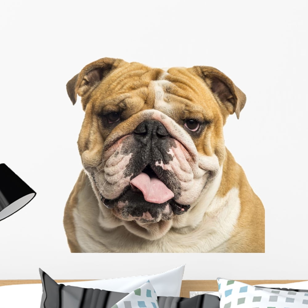Close-up English Bulldog Panting Wall Mural Decal by Wallmonkeys Vinyl ...