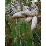 30 Mexican WEEPING PINE TREE Evergreen Pinus Patula Seeds - Walmart.com