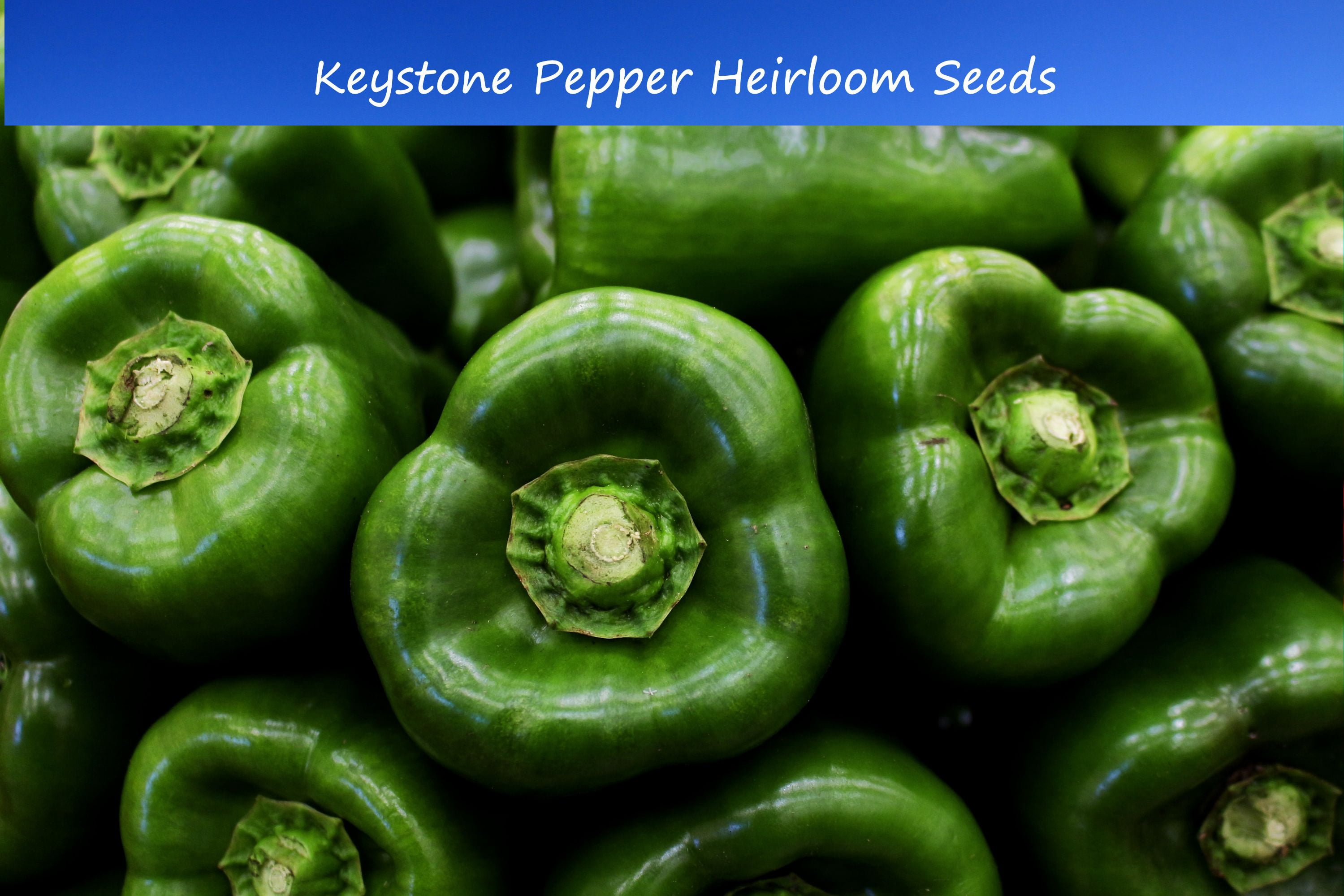 Pepper SEEDS -Keystone Resistant Giant Pepper -40 Vegetable Seeds ...