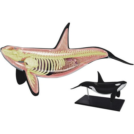 Orca Anatomy Model - Walmart.com