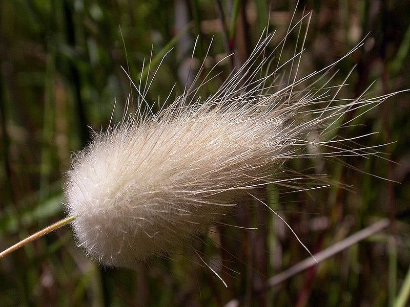 100 BUNNY TAILS GRASS (Hares Tail) Ornamental Lagurus Ovatus Seeds ...