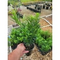 Upright Yew Podocarpus Macrophyllus - Live Plant - ( 1 QT ) - Walmart.com