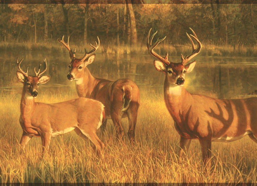 Whitetail Deer Wallpaper Border