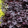 Pack 3 Heuchera Plants Live, Coral Bells Plants 4-7” Tall for Shade ...