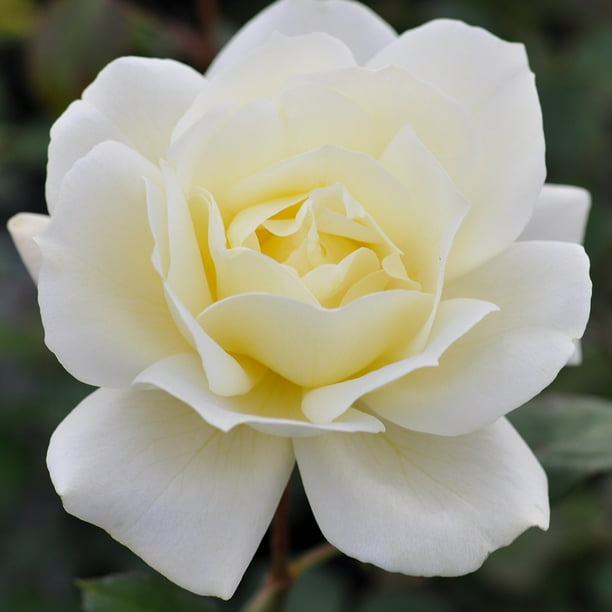 Heirloom Roses - April Moon Hardy Rose Plant - Walmart.com