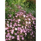 500 PINK ROCK SOAPWORT Saponaria Ocymoides Flower Seeds - Walmart.com