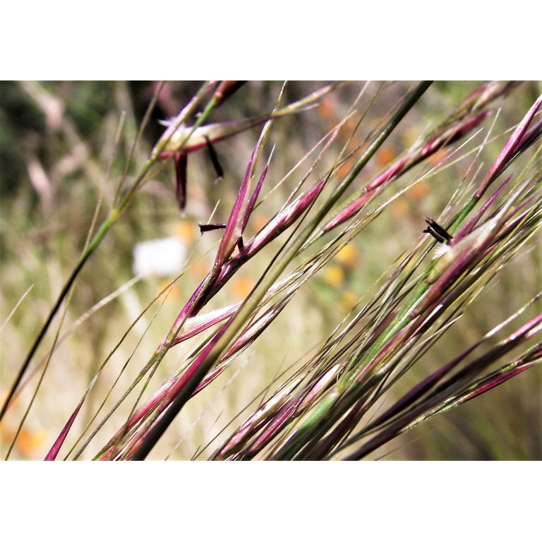 Indian Rice Grass Seeds