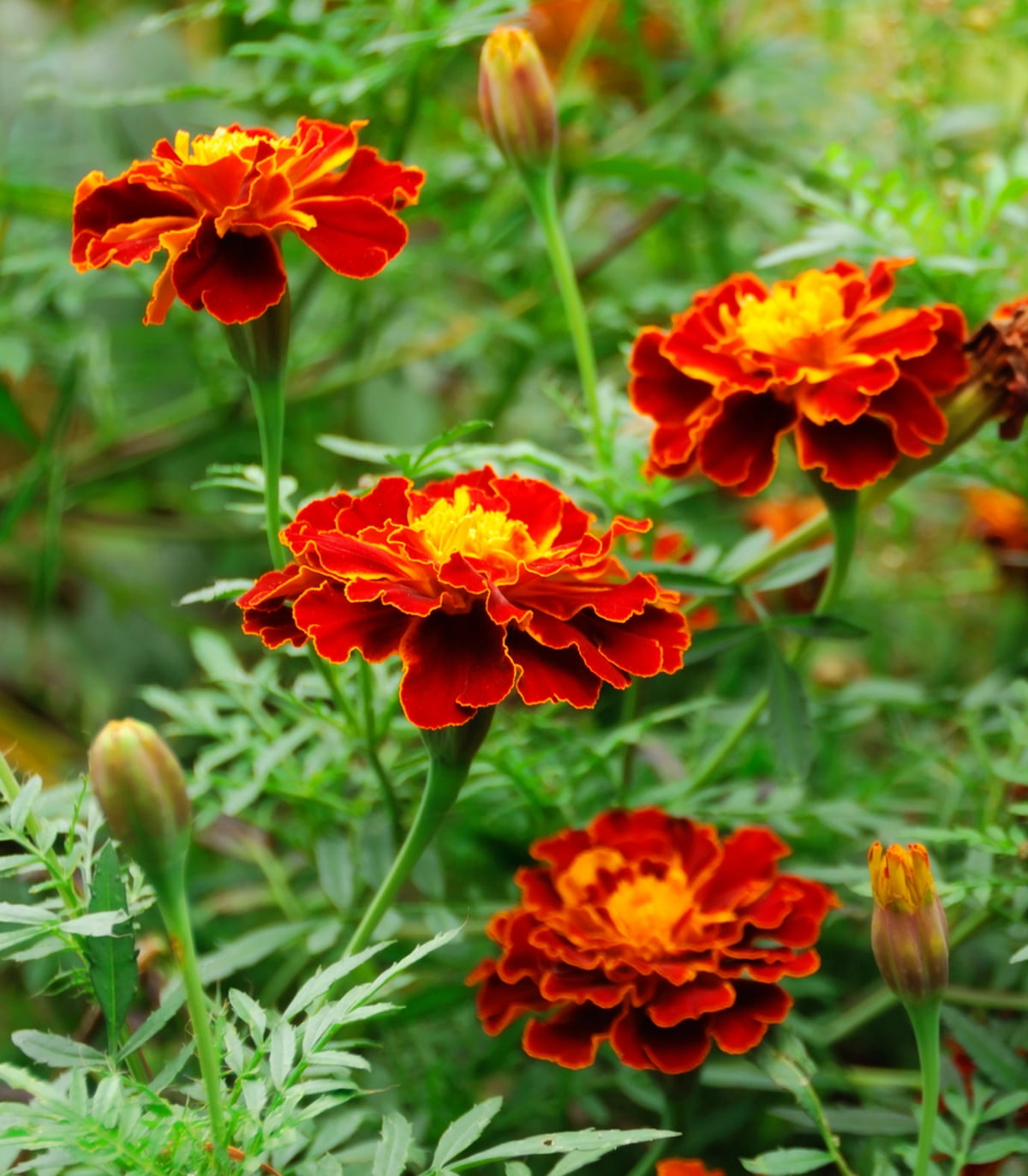 Earthcare Seeds - Marigold French Sparky 500 Seeds (Tagetes Patula ...
