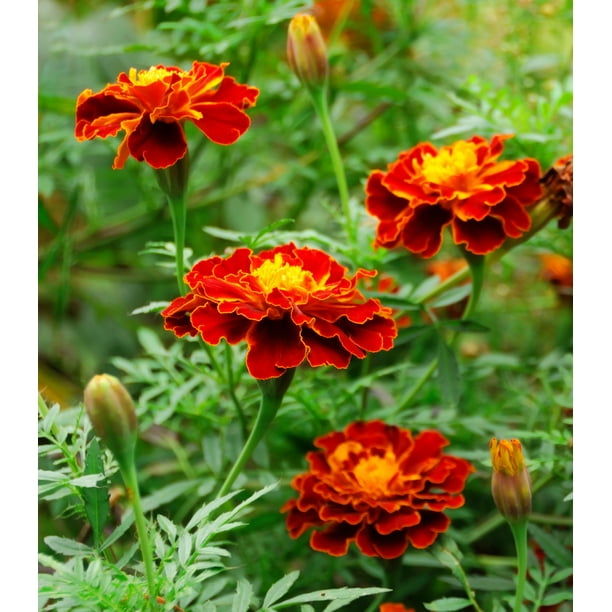 Earthcare Seeds - Marigold French Sparky 500 Seeds (Tagetes Patula ...